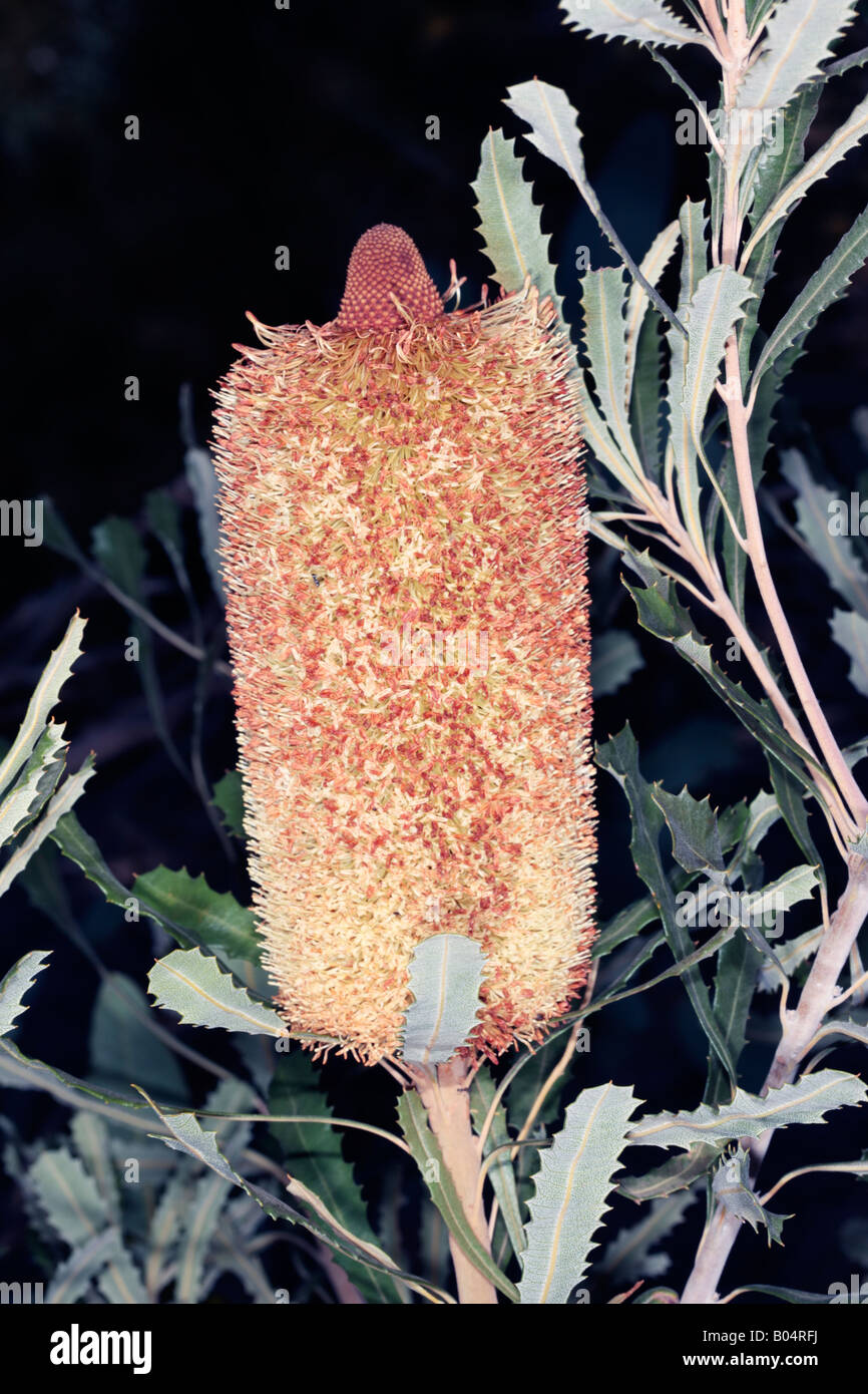 Banksia attenuata Banque de photographies et d’images à haute ...