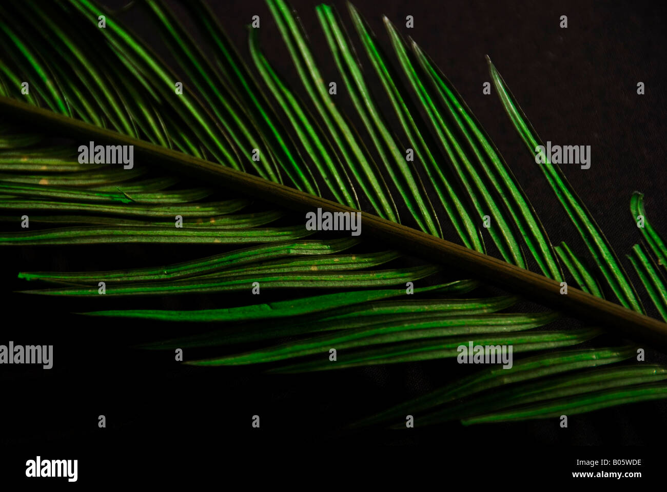Feuille de palmier pointue Banque de photographies et d’images à haute ...