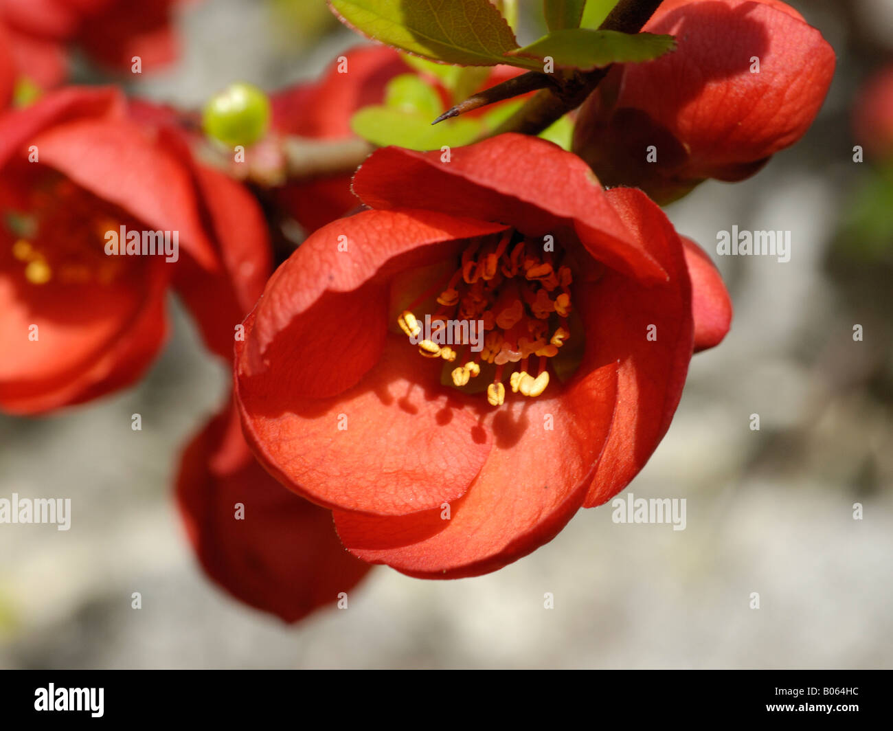 Coing natif Banque de photographies et d’images à haute résolution - Alamy