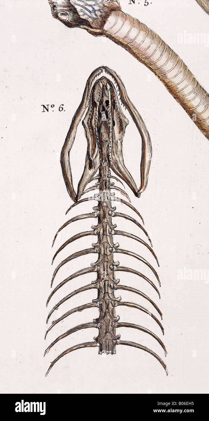 Anatomie serpent Banque de photographies et d’images à haute résolution ...