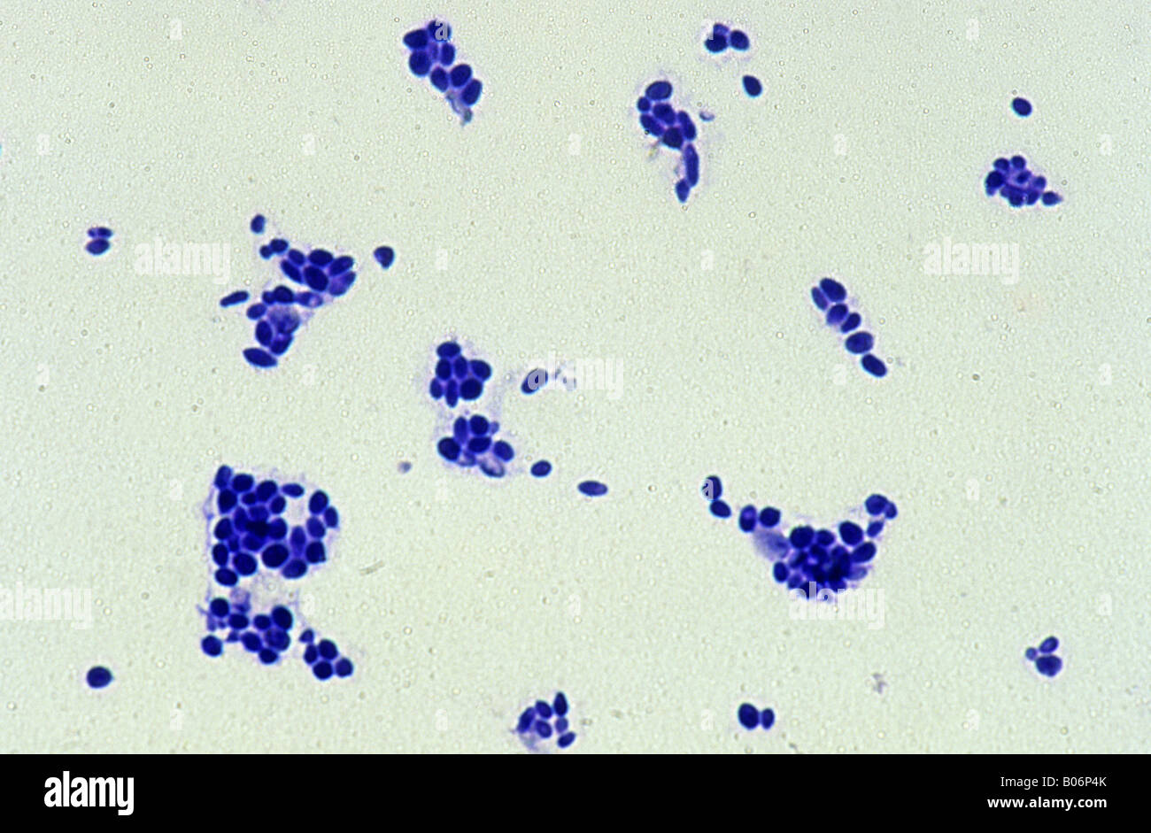 La germination des cellules de levure Saccharomyces cerevisiae Photo ...