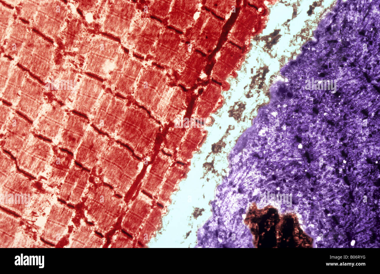 Cellule musculaire micrographie Banque de photographies et d’images à ...