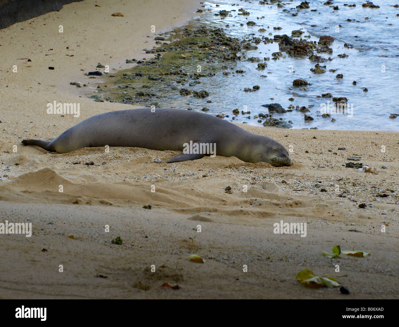 Phoque moine plage des animaux en voie de disparition Banque d'image et ...