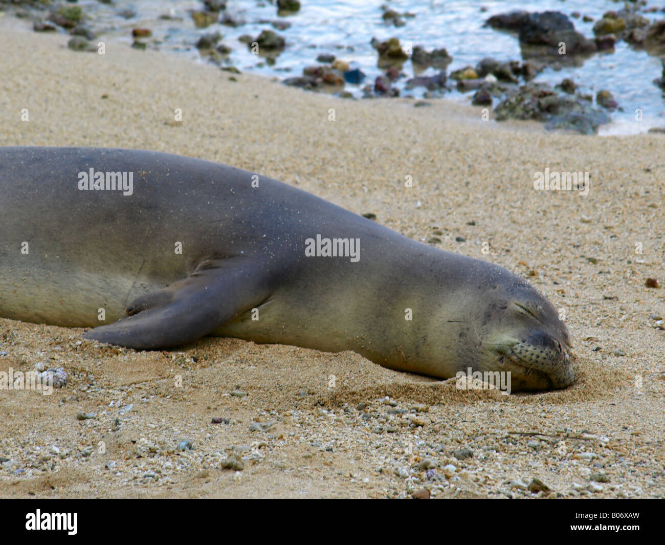 Phoque moine plage des animaux en voie de disparition Banque d'image et ...