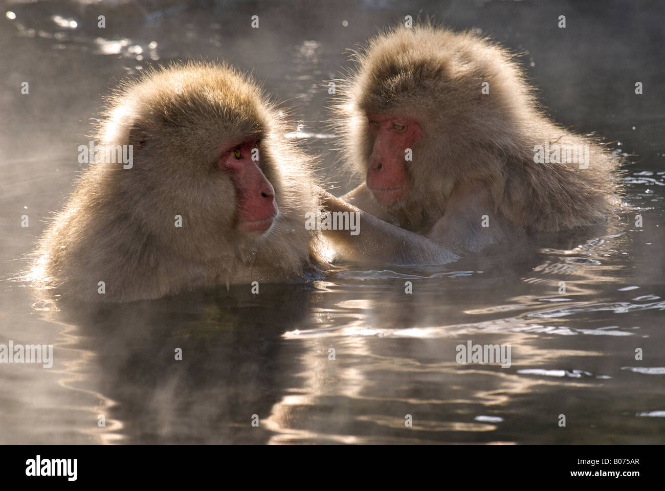 Macaque japonais à Jogokudani Parc du singe, Yamanouchi town, Nagano ...