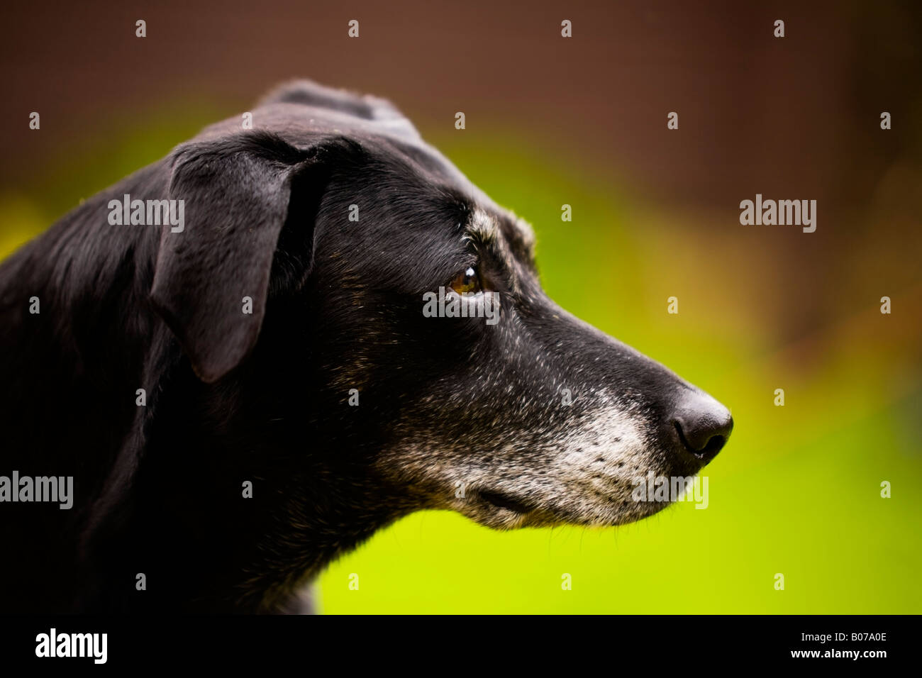 Profil de chien Banque de photographies et d’images à haute résolution ...