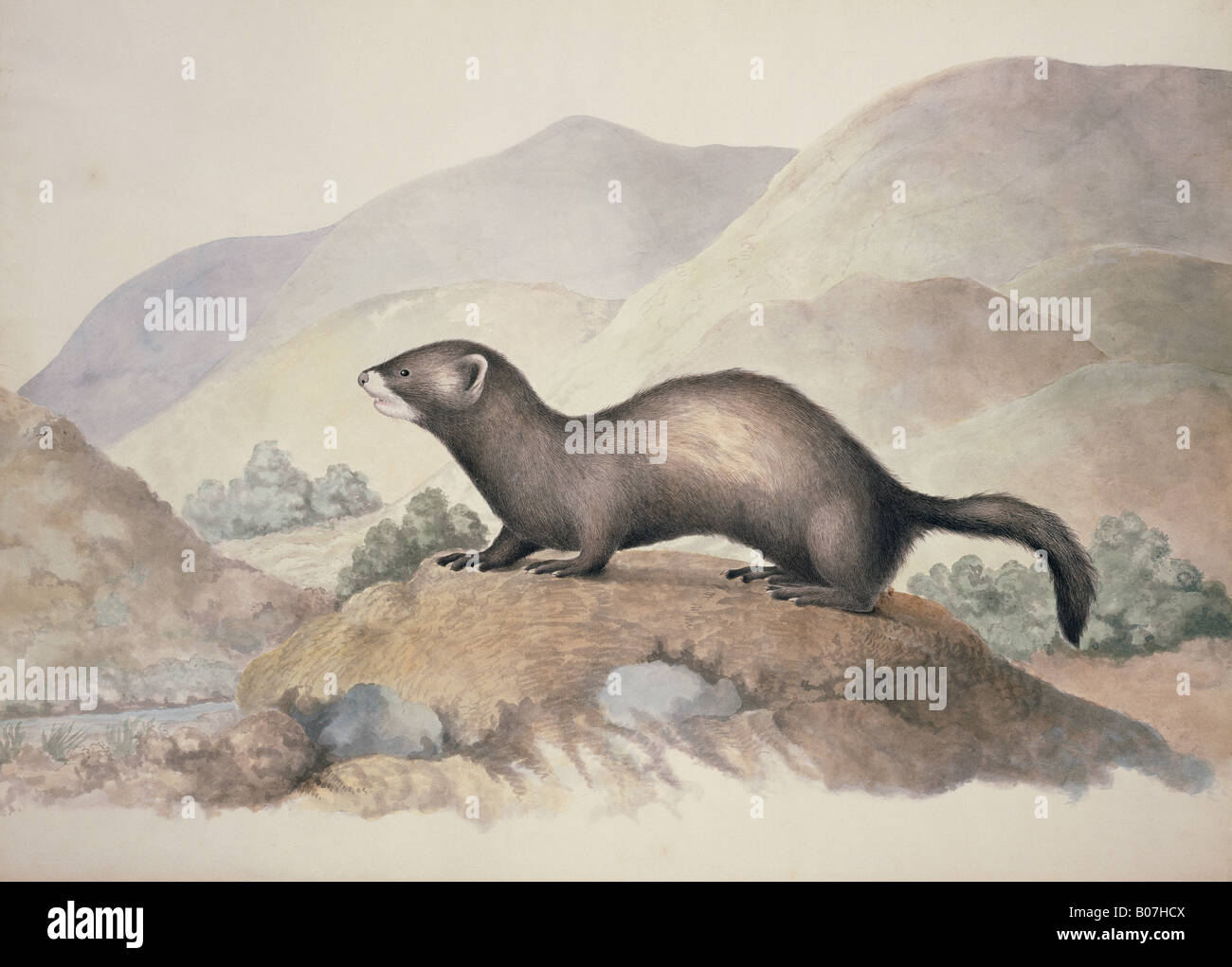 Mustela putorius illustration Banque de photographies et d’images à ...