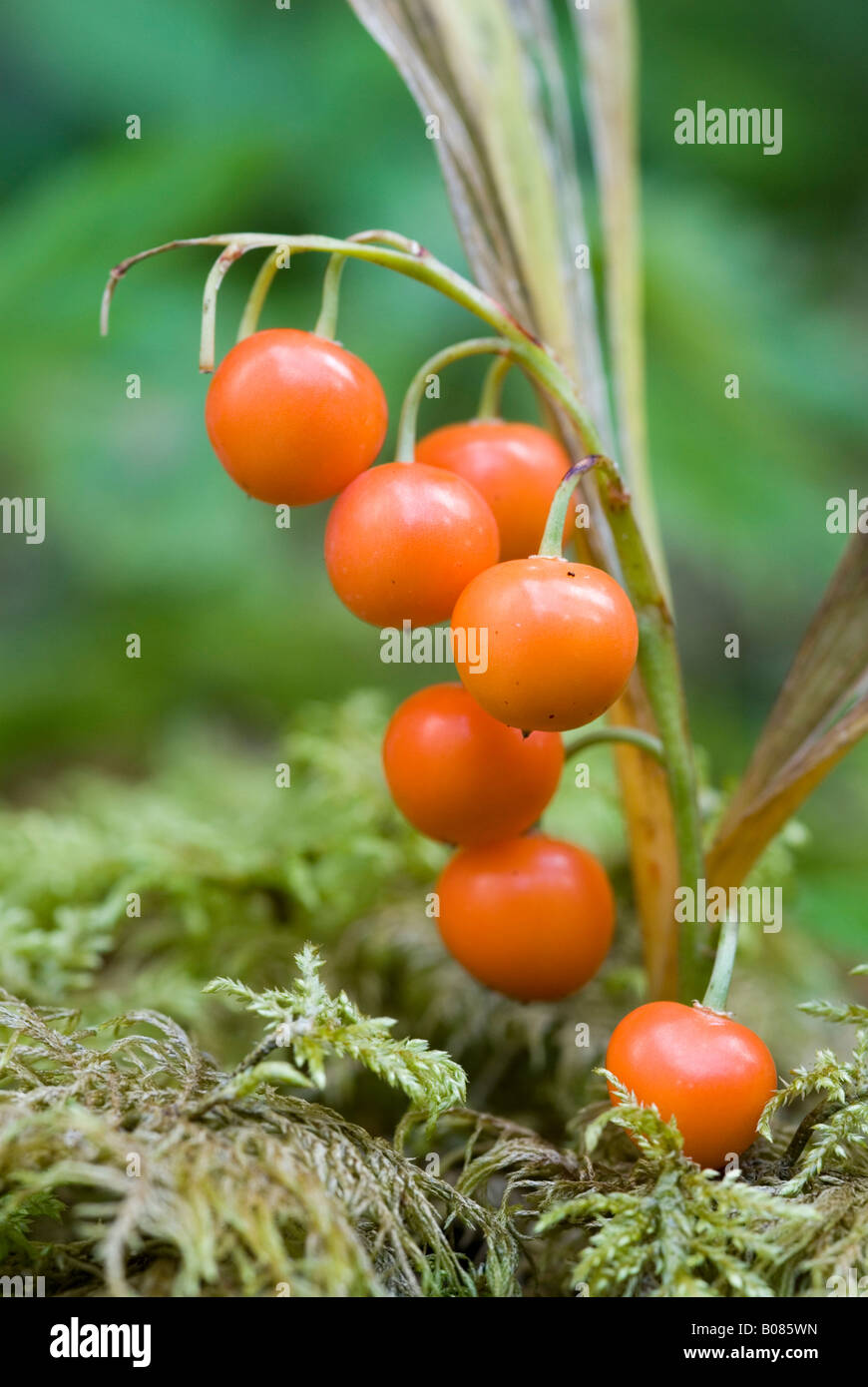 Plante toxique baie rouge Banque de photographies et d’images à haute ...