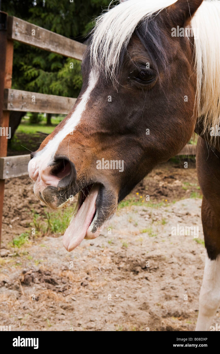 Libre de droit d'une tête de cheval avec sa bouche ouverte et la langue ...