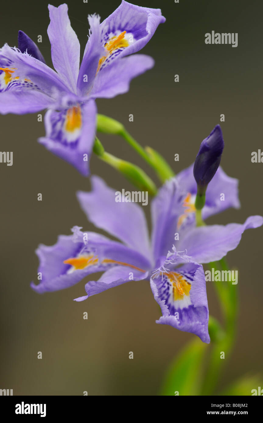 Iris confusa martyn rix Banque de photographies et d’images à haute ...