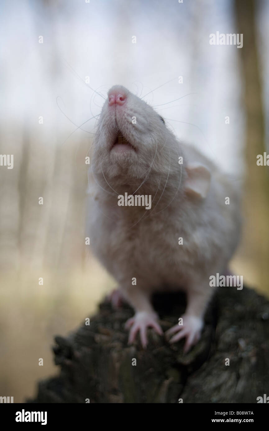 Dumbo rat Banque de photographies et d’images à haute résolution - Alamy