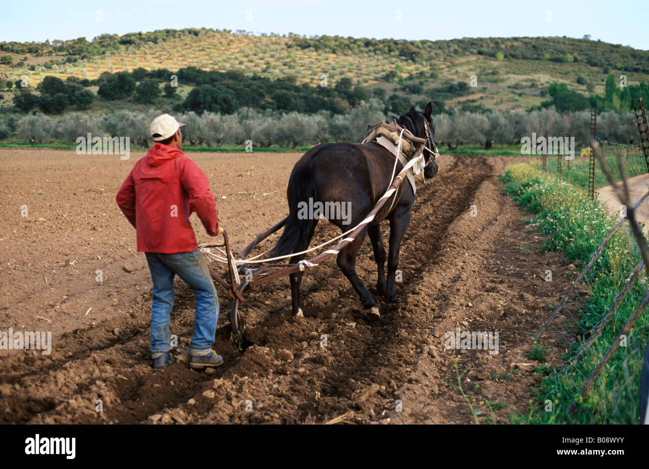 Charrue tirée par un cheval Banque de photographies et d’images à haute ...