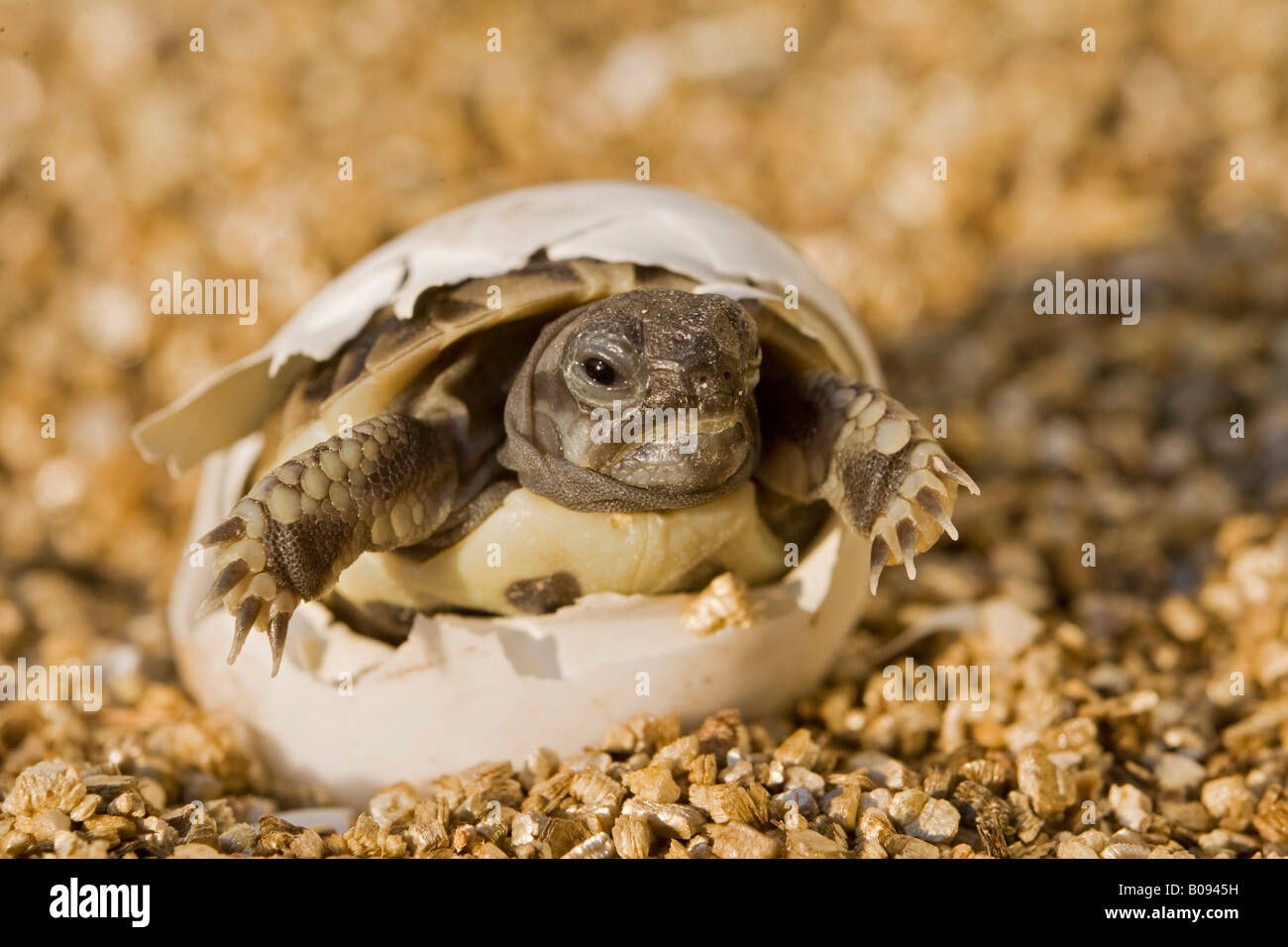 Oeufs De Tortues Hermann