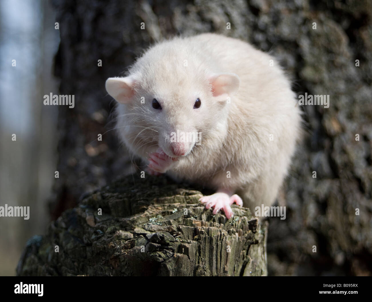 Dumbo rat Banque de photographies et d’images à haute résolution - Alamy