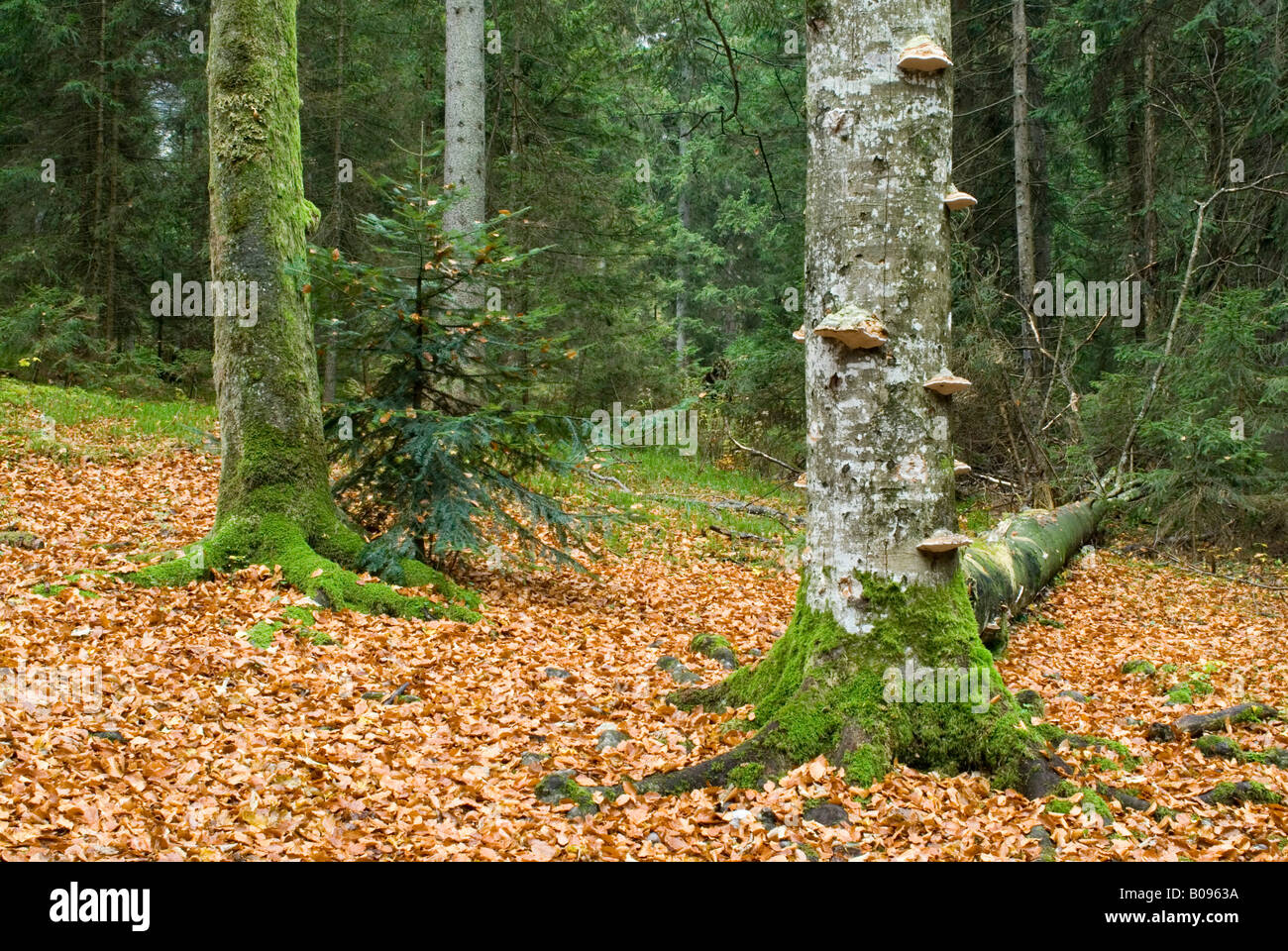 Sur le sol de la forêt Banque de photographies et d’images à haute ...