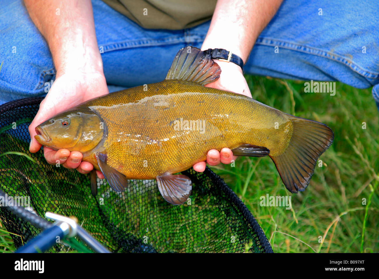 Tench fishing Banque de photographies et d’images à haute résolution ...
