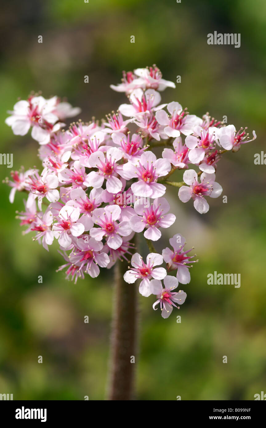 Darmera peltata Banque de photographies et d’images à haute résolution ...