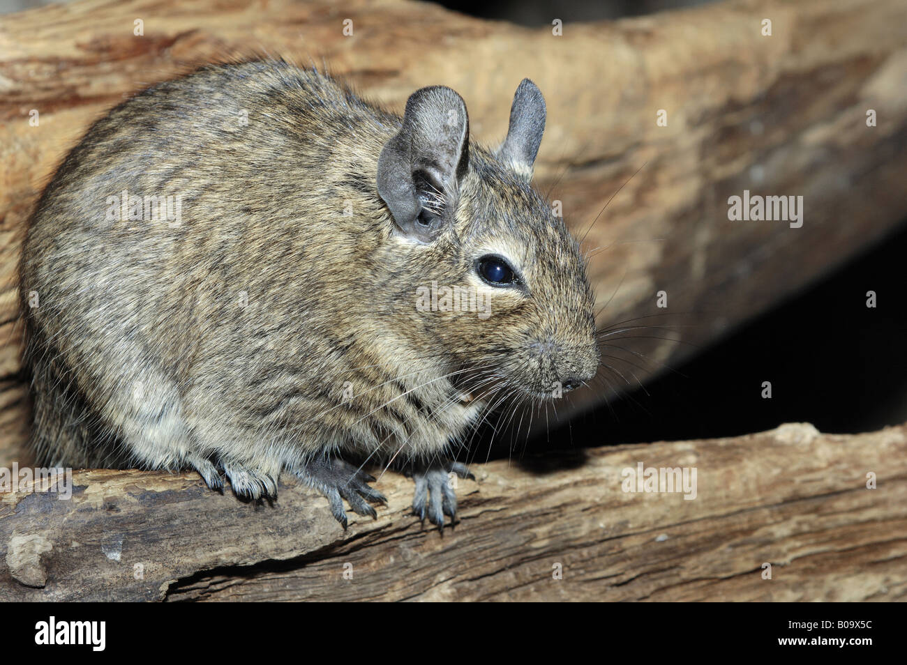 Degu Ou Octodon Degus De Rat Chilien Banque d'image et photos - Alamy