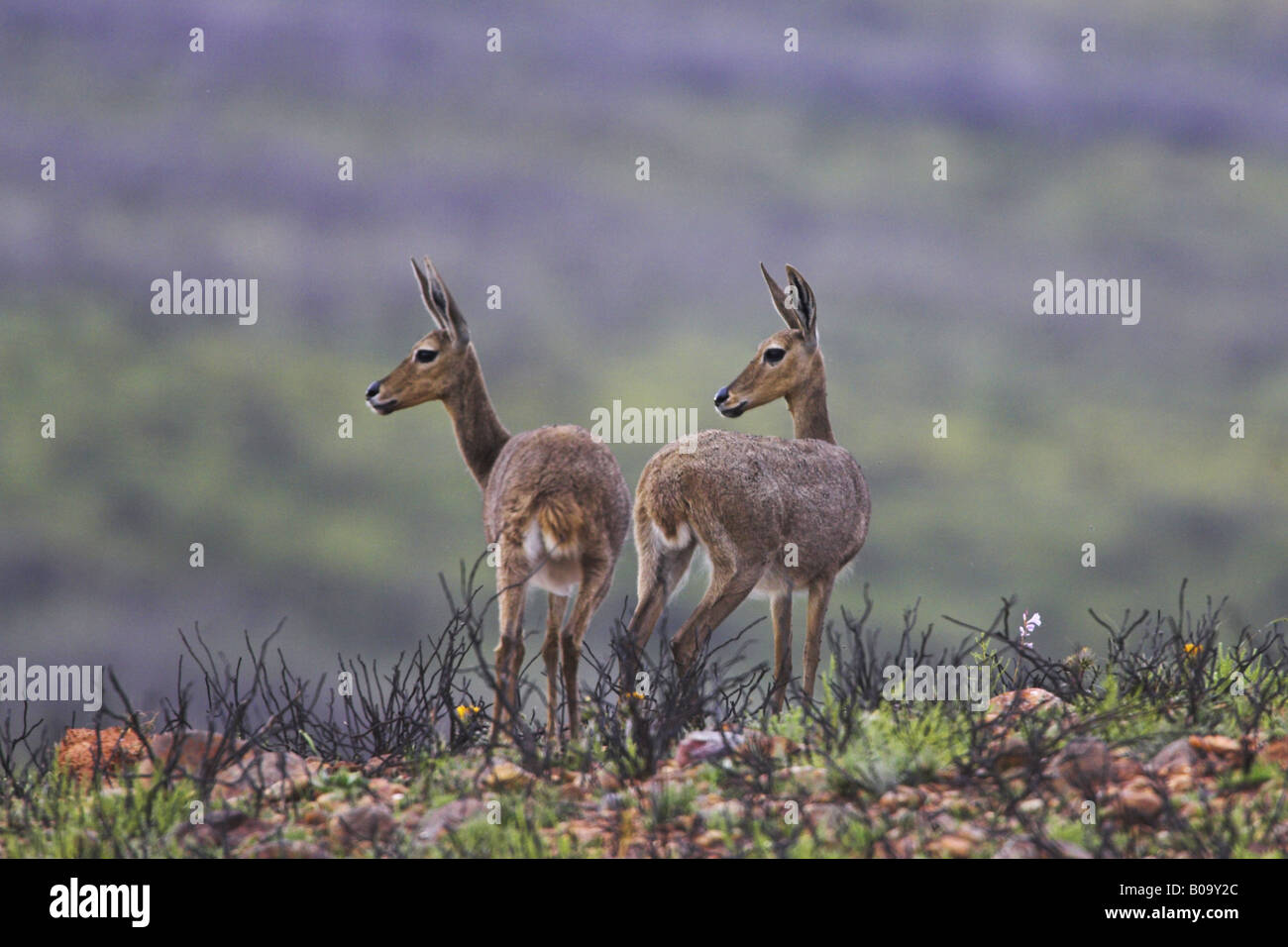 Vaal rhebok Banque de photographies et d’images à haute résolution - Alamy
