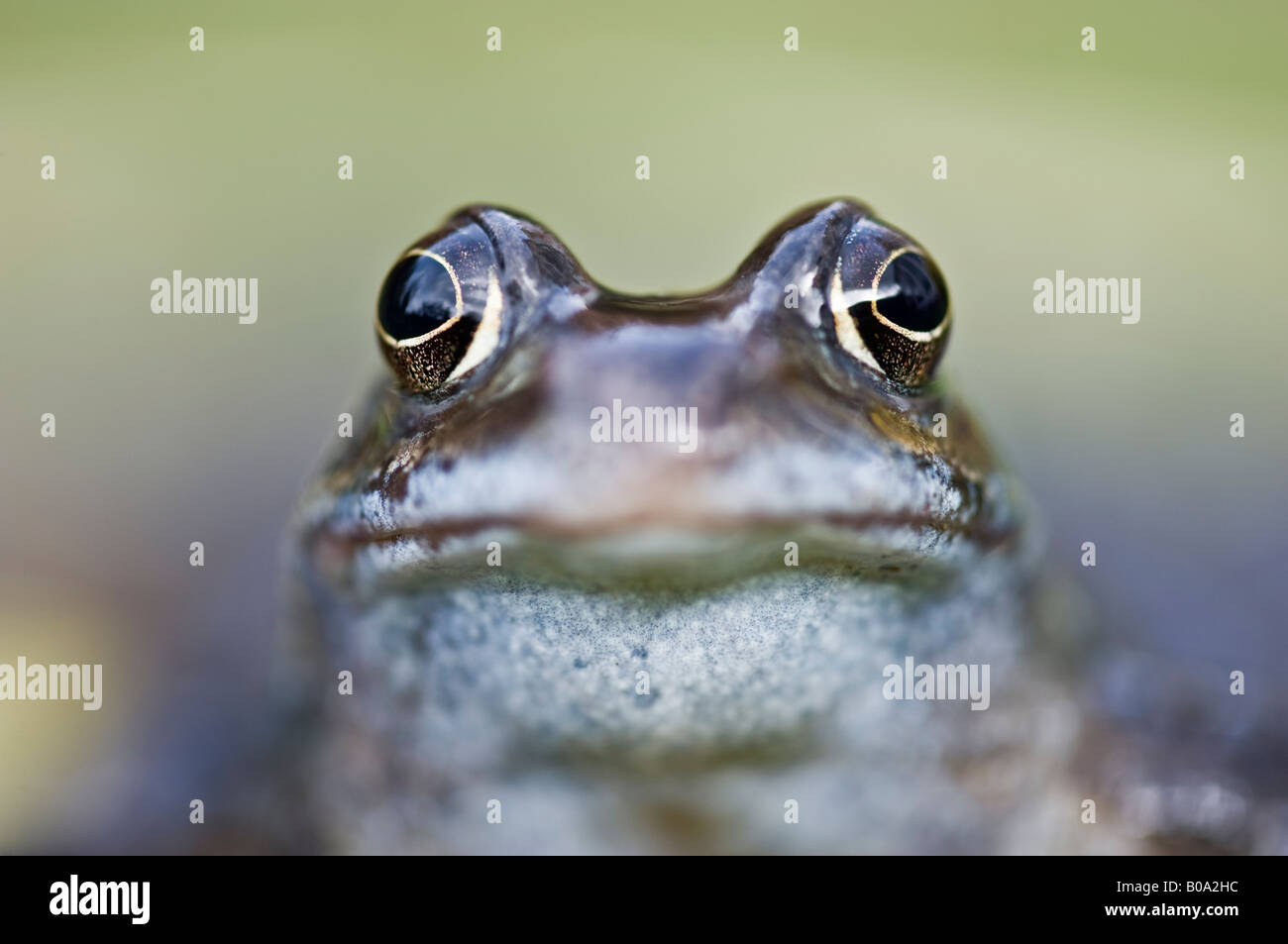 Grenouille rousse (Rana temporaria) dans un étang de jardin Photo Stock ...