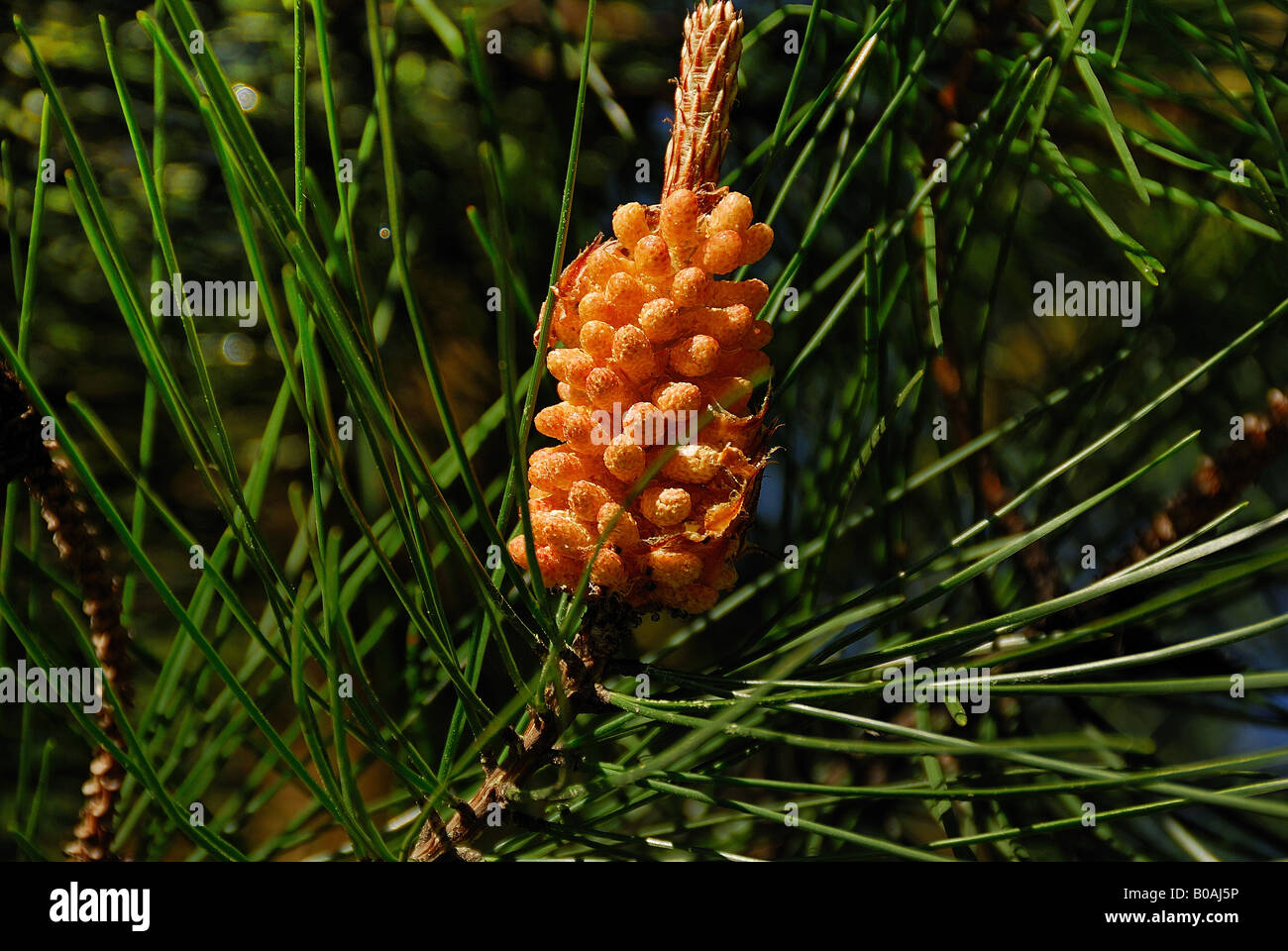 Pinus pinaster cone Banque de photographies et d’images à haute ...