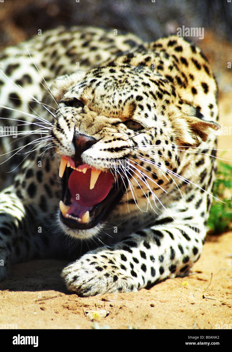 Leopard aggressive Banque de photographies et d’images à haute ...