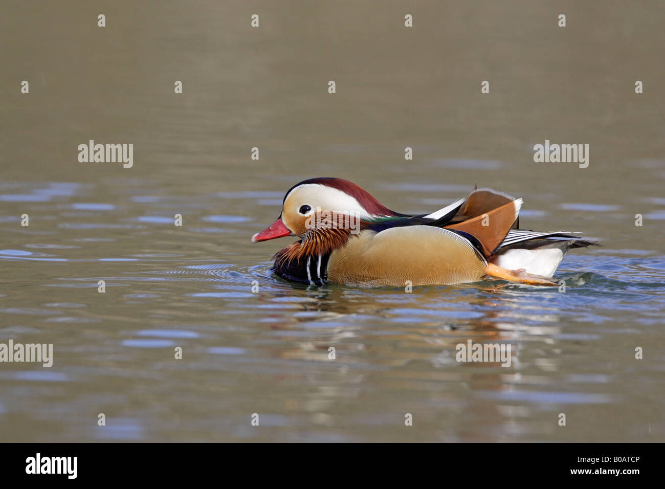 Canard mandarin mâle Banque de photographies et d’images à haute ...