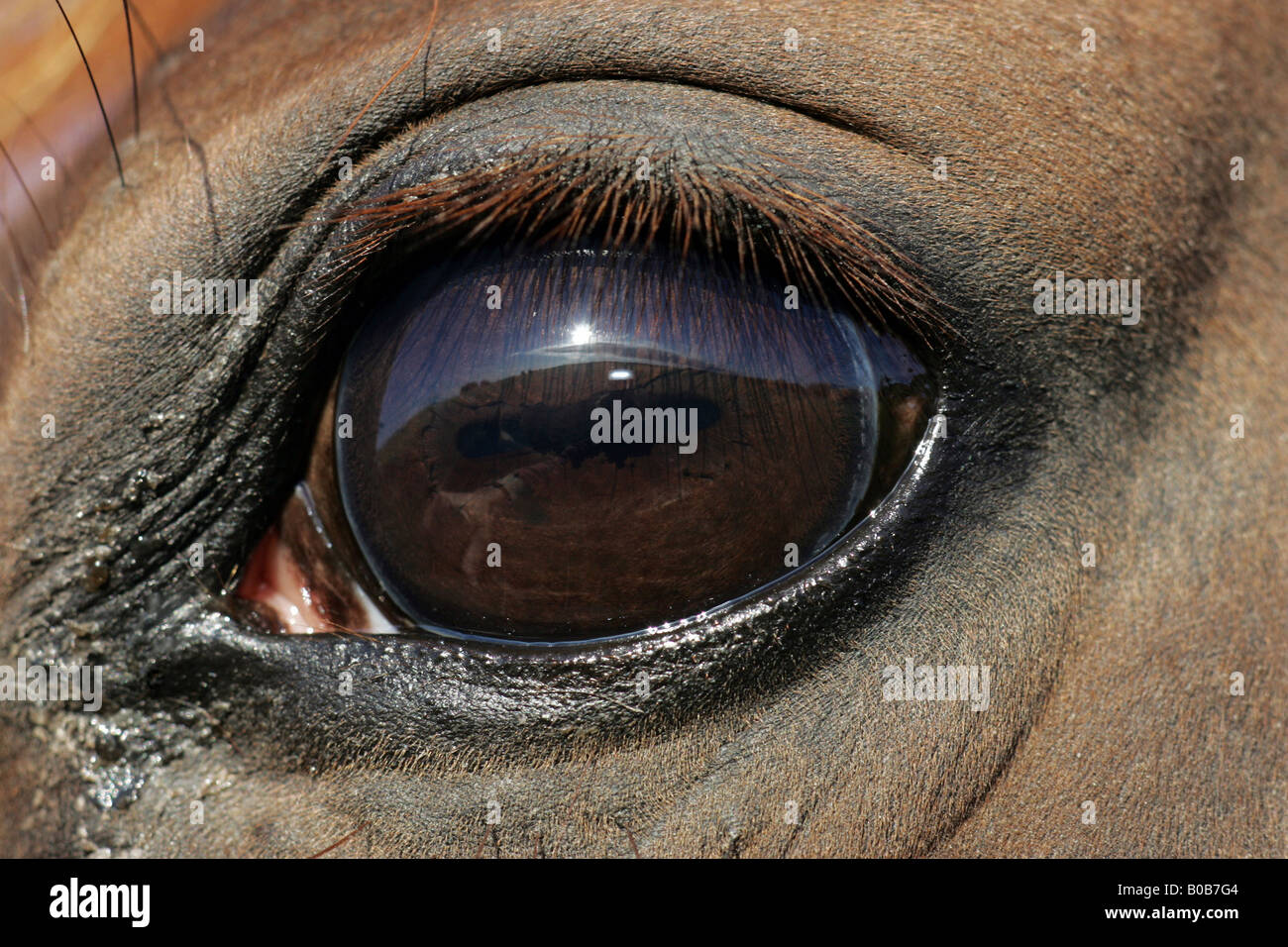 Vision Du Cheval Banque d'image et photos - Alamy