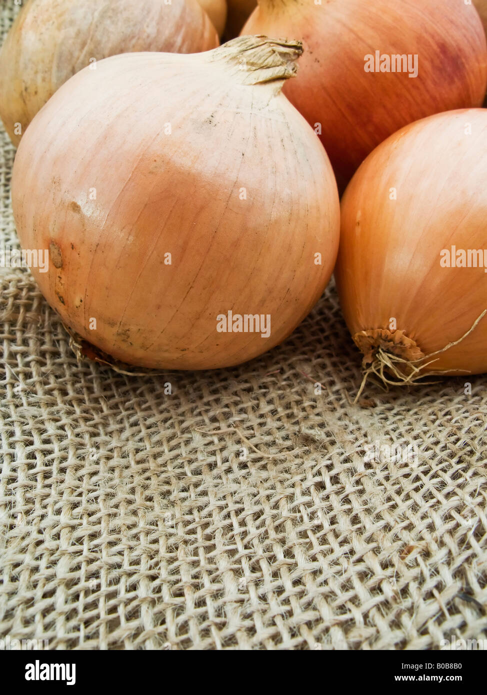 Oignons bruns Banque d'images détourées - Alamy