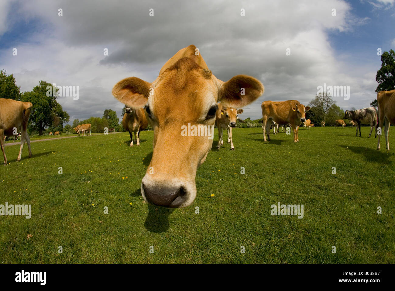 Vaches jersaise Banque de photographies et d’images à haute résolution ...
