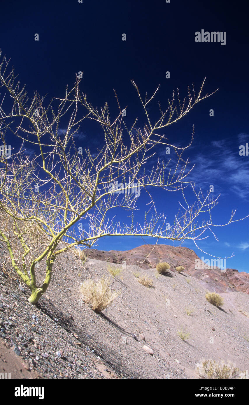 Cercidium praecox Banque de photographies et d’images à haute ...