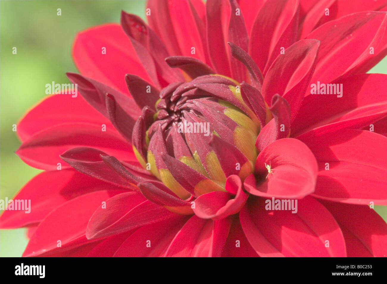 Plante de dahlia rouge Banque de photographies et d’images à haute ...