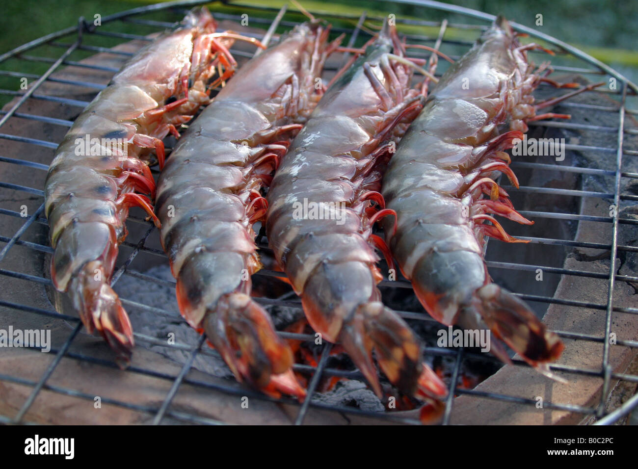 Oxymore Crevette Géante