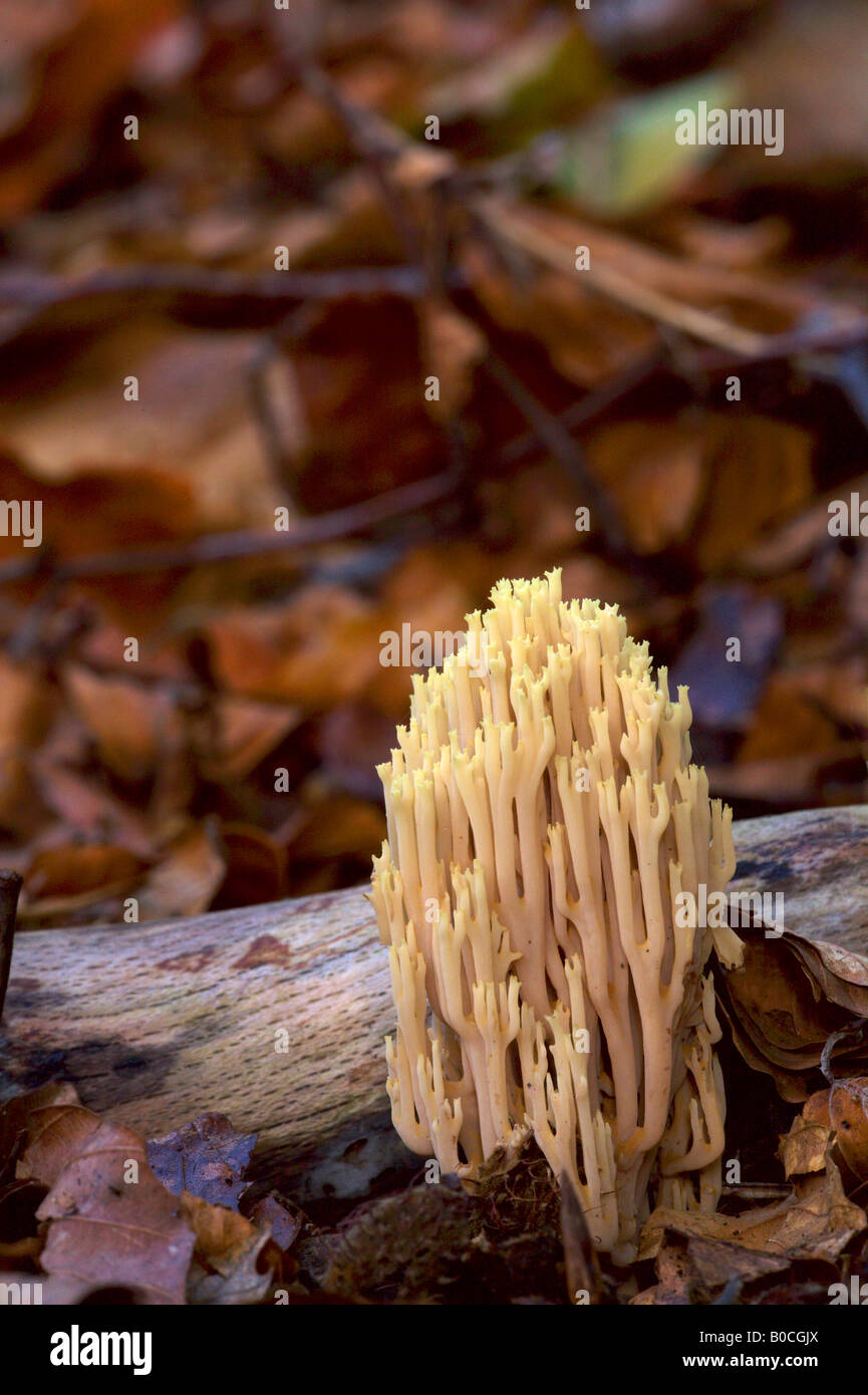 Coral fungi Banque de photographies et d’images à haute résolution - Alamy