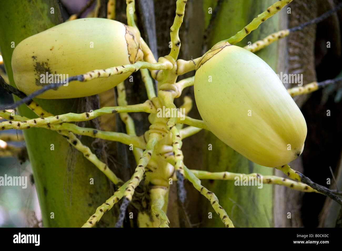 Baby coconut Banque de photographies et d’images à haute résolution - Alamy