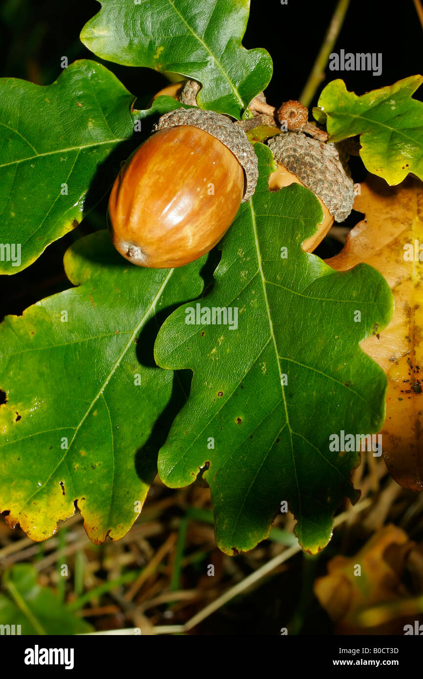 Feuilles et glands de quercus robur Banque de photographies et d’images ...