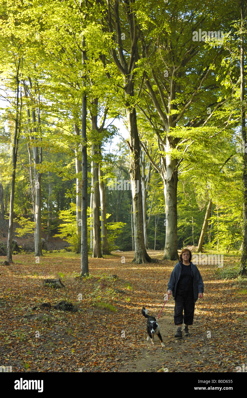 Promenade dans les bois Banque de photographies et d’images à haute ...