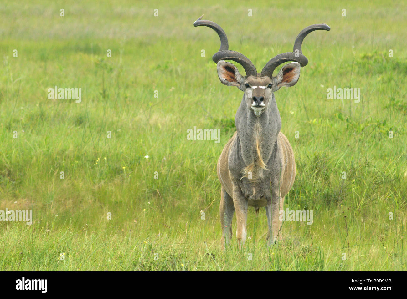 Spiral horned antelope Banque de photographies et d’images à haute ...