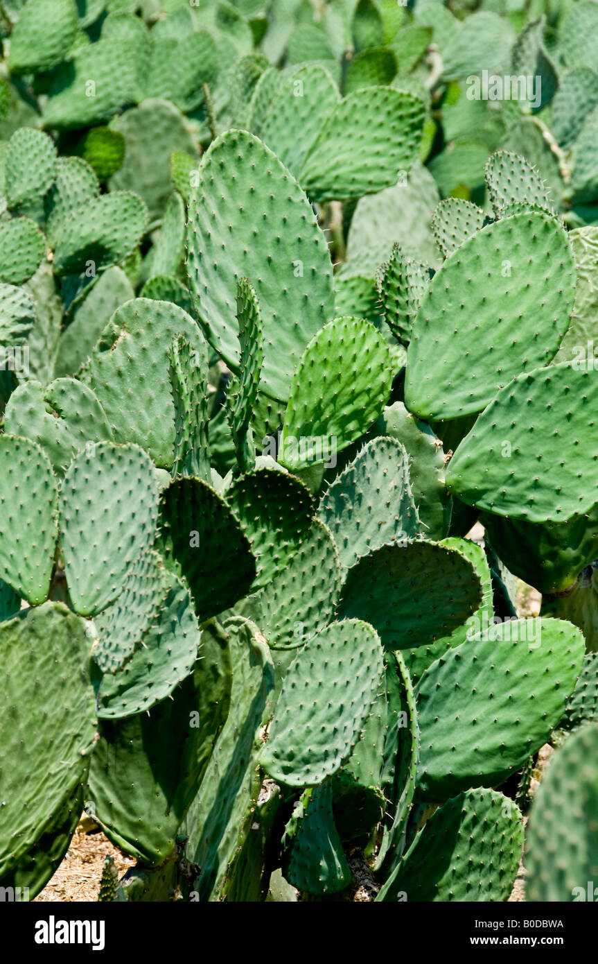 Field of nopal cactus mexico Banque de photographies et d’images à ...