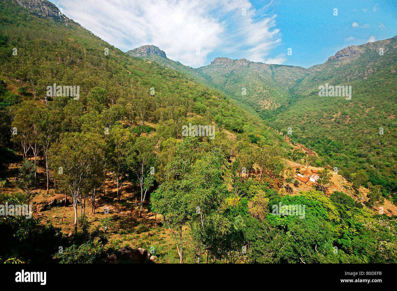 Golden ,douche ,Arbre,[Cassia fistula] Baisonvalley,,ooty Photo Stock ...