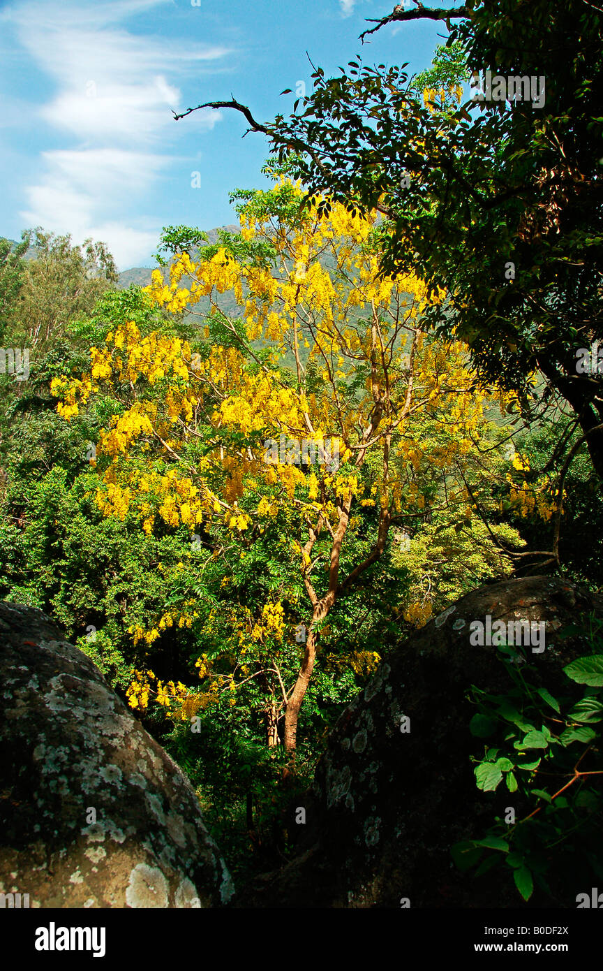 Golden ,douche ,Arbre,[Cassia fistula] Baisonvalley,,ooty Photo Stock ...
