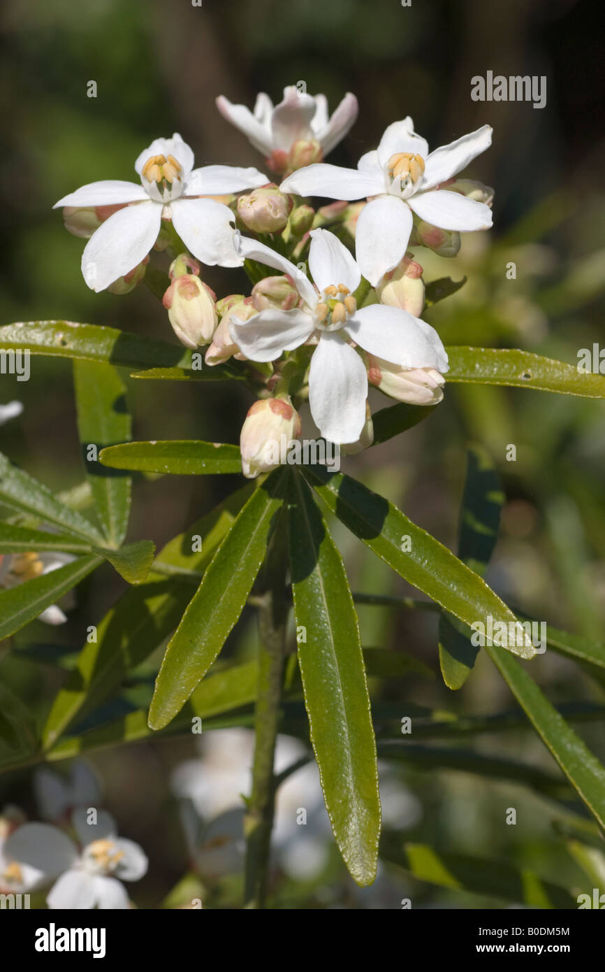 Choisya ternata aztec pearl Banque de photographies et d’images à haute ...