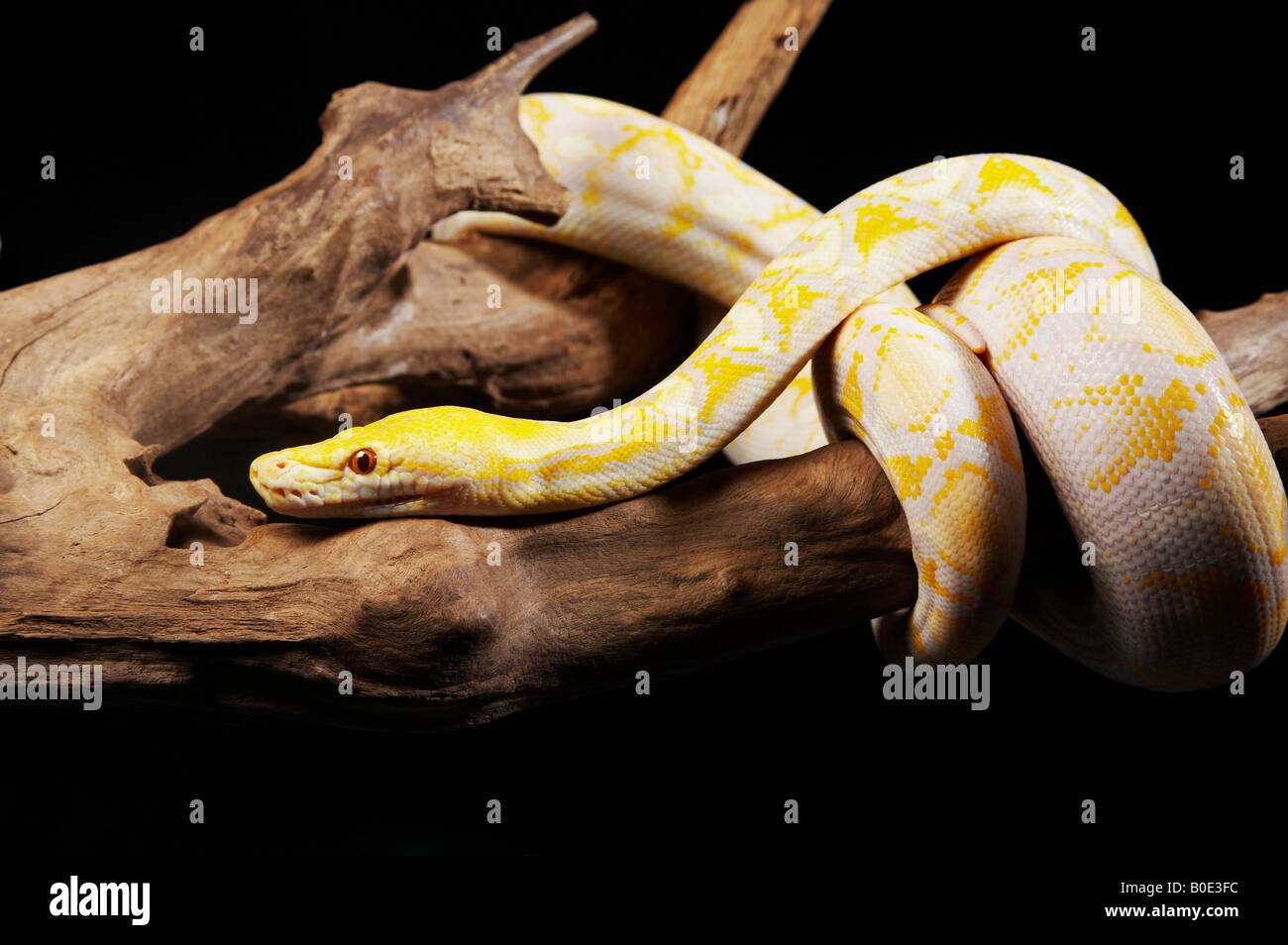 T albino Banque de photographies et d’images à haute résolution - Alamy