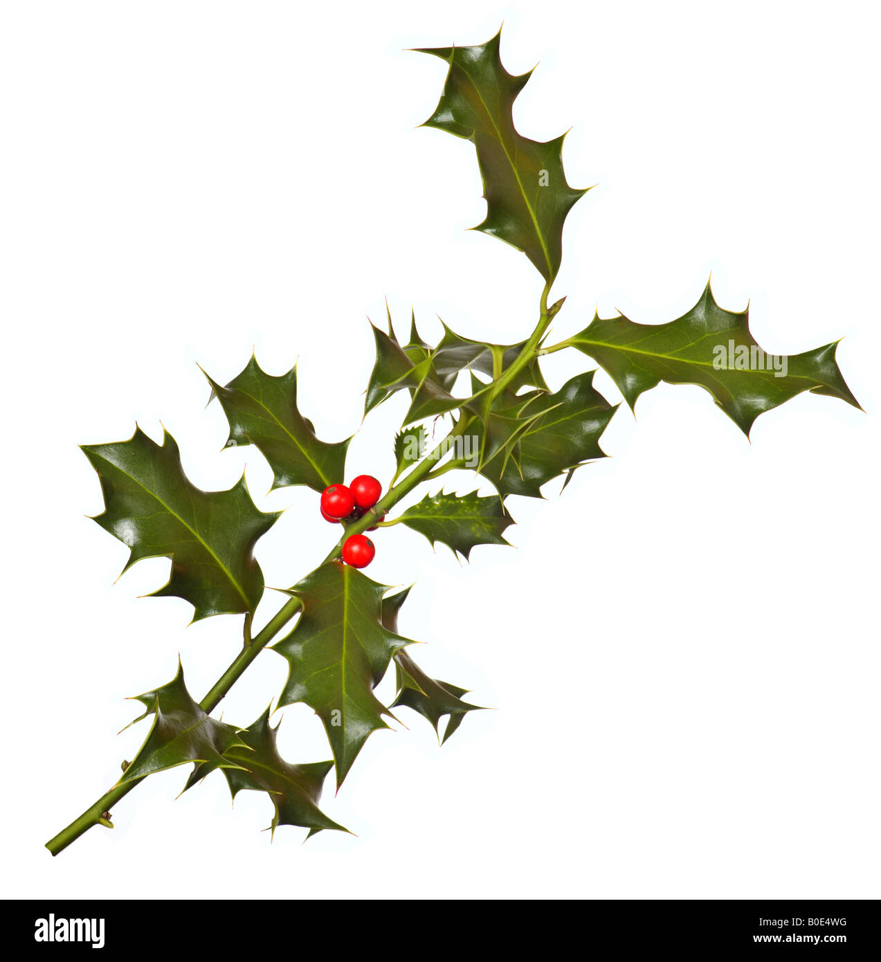 Une branche de houx aux fruits rouges isolé sur fond blanc Photo Stock ...