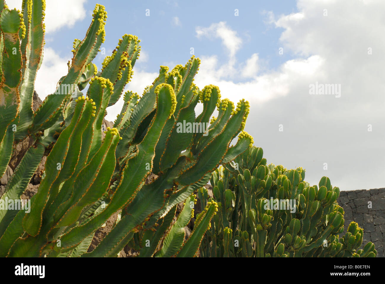 Cactus en fleur à Puerto del Carmen de Lanzarote dans les îles Canaries ...
