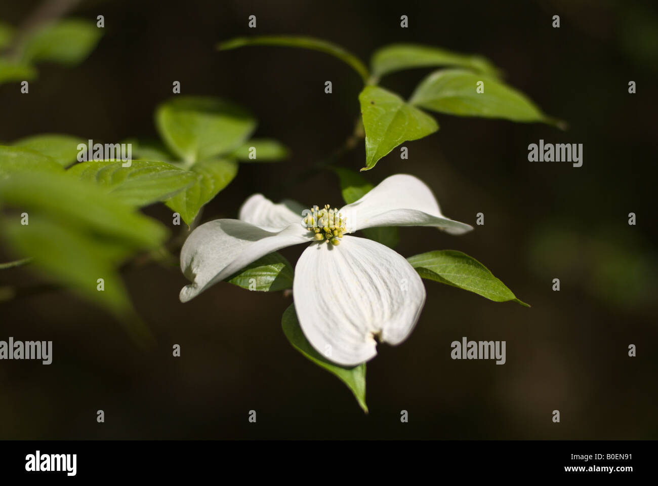 Cornus florida cherokee chief Banque de photographies et d’images à ...