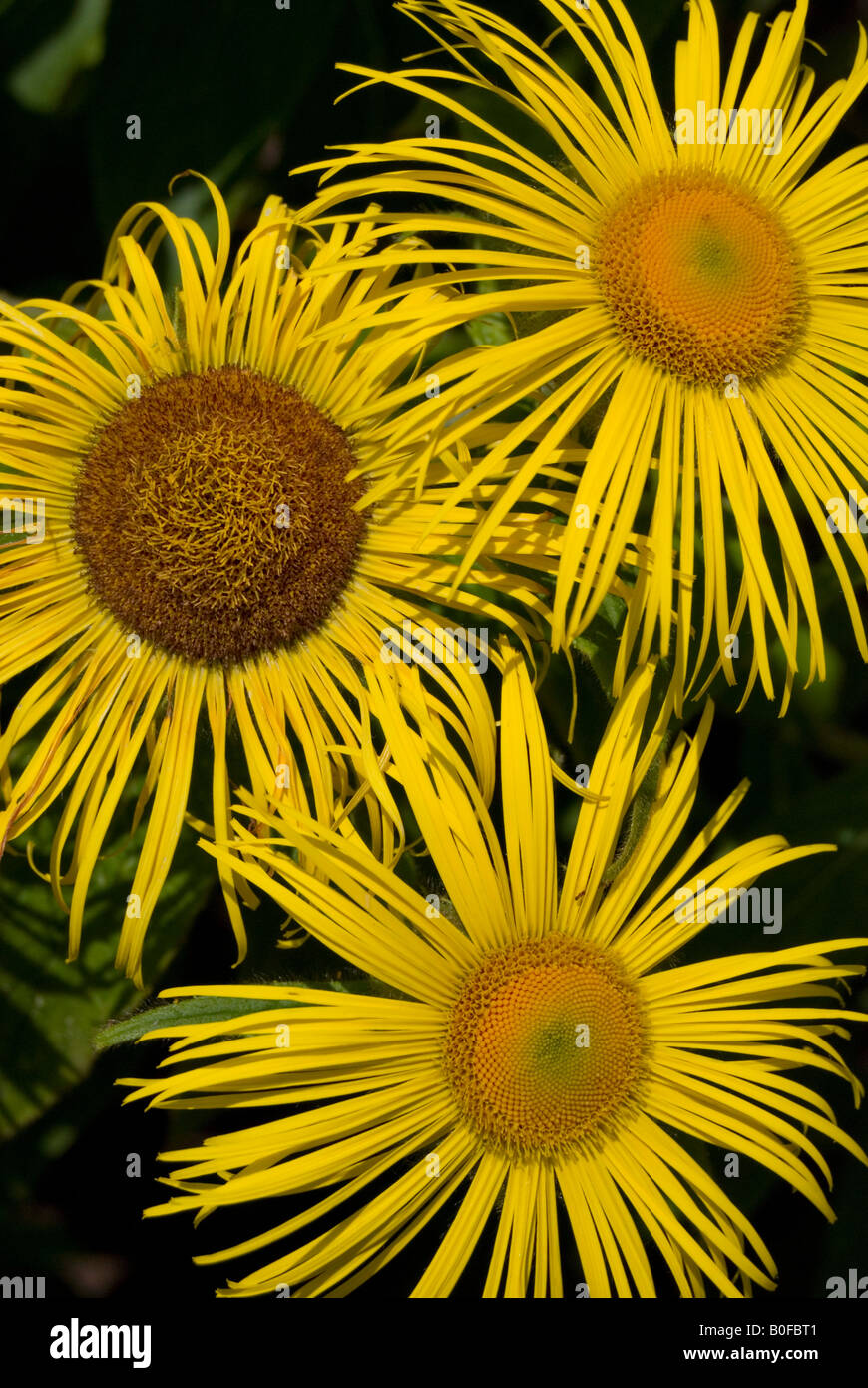 Inula hookeri Banque de photographies et d’images à haute résolution ...