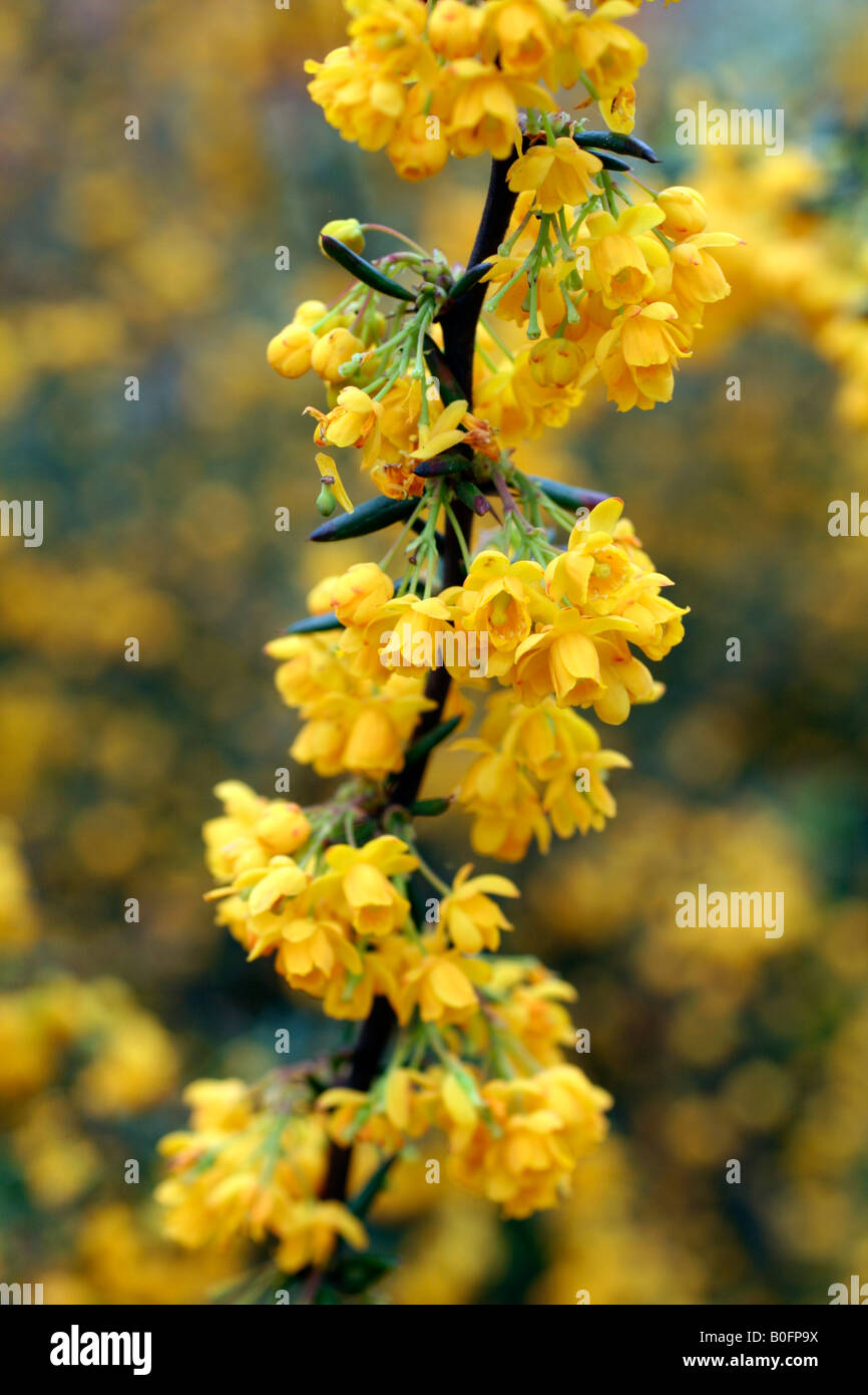 Berberis x stenophylla Banque de photographies et d’images à haute ...