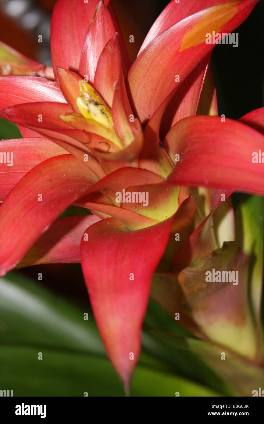 Guzmania plant Banque de photographies et d’images à haute résolution ...