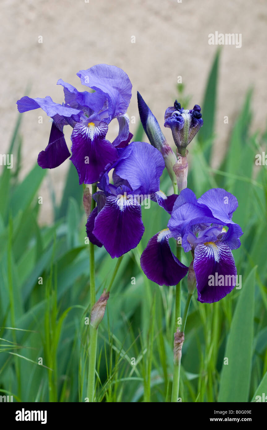 Iris xiphioides Banque de photographies et d’images à haute résolution ...